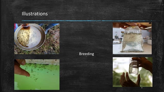 Vector and water borne diseases | PPT