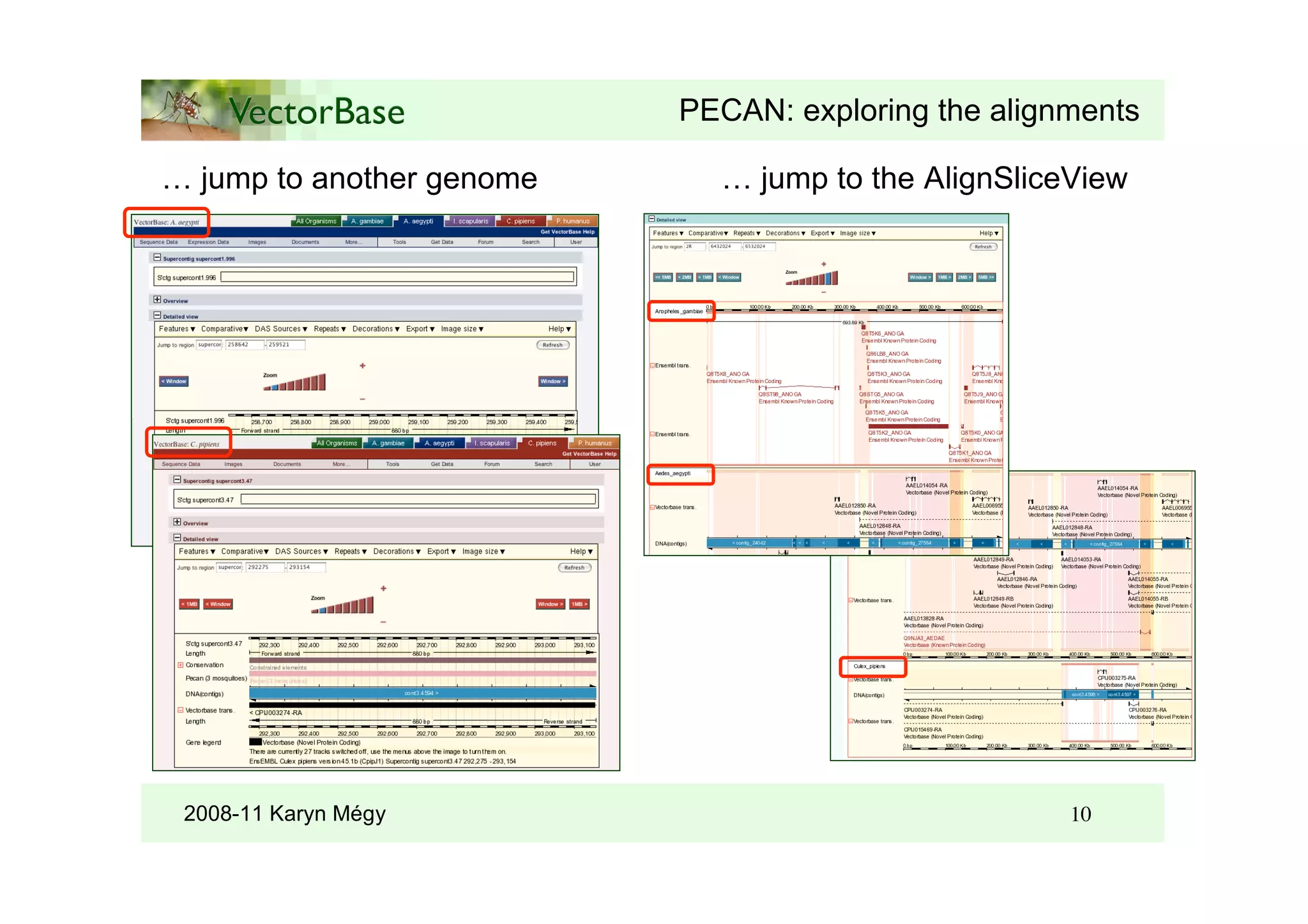VectorBase Comparative data | PDF | Databases | Computer Software and Applications