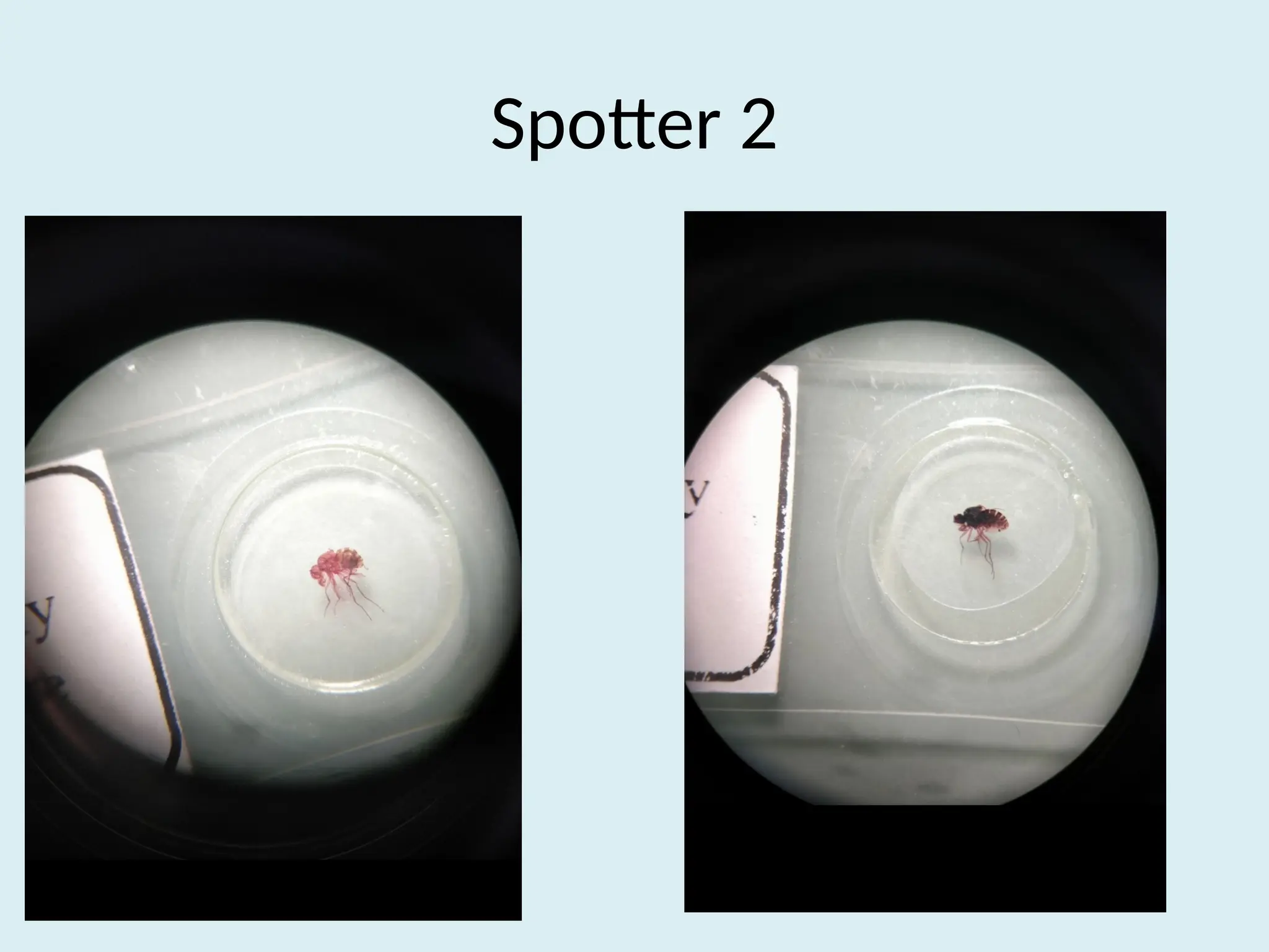 vector bionomics community medicine powerpoint | PPT