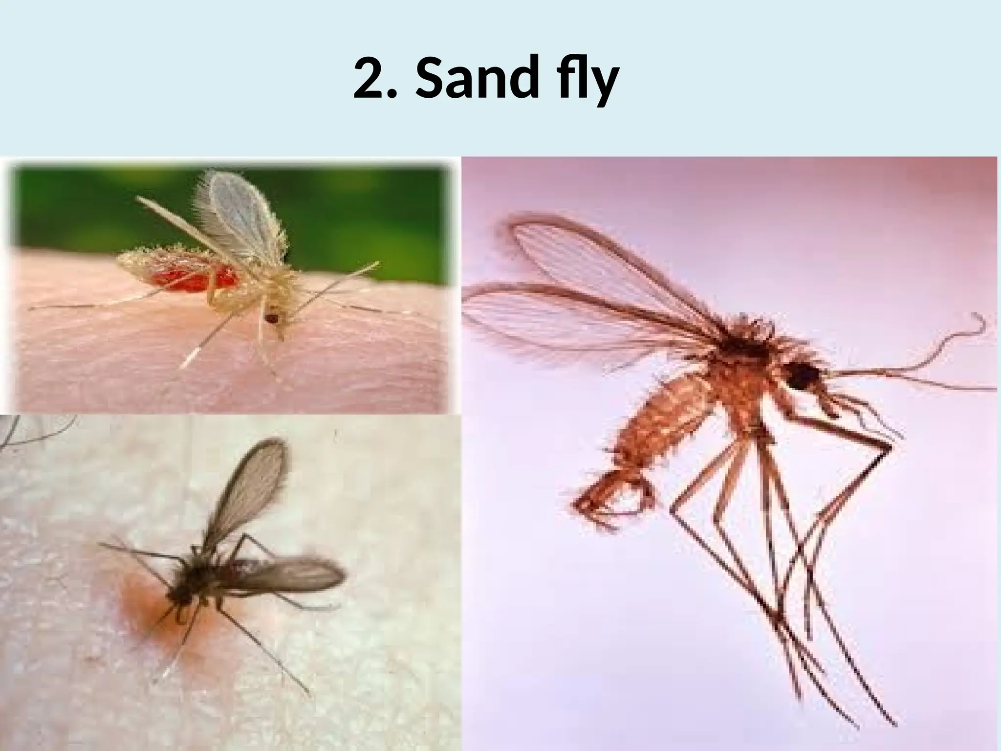 vector bionomics community medicine powerpoint | PPT