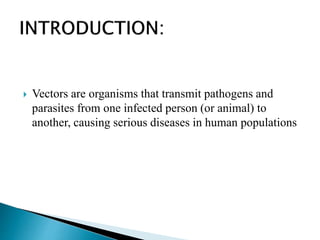 Vector born diseases | PPTX