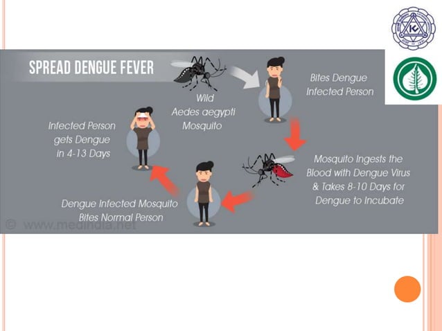 Vector borne disease | PPTX | Infectious Diseases | Diseases and Conditions