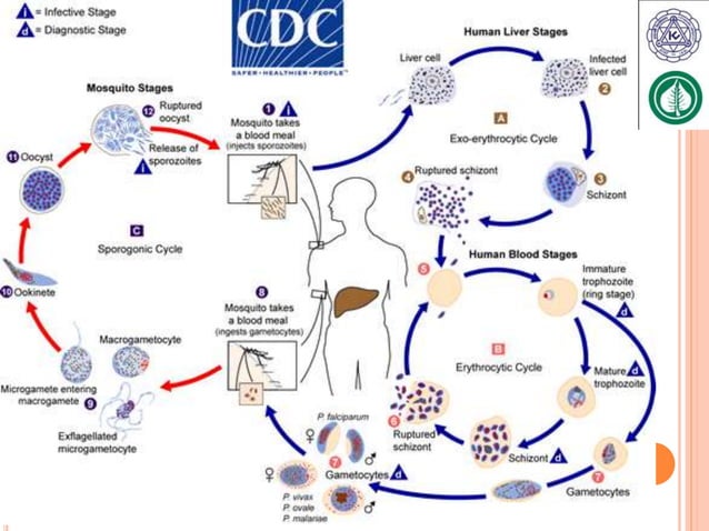 Vector borne disease | PPTX | Infectious Diseases | Diseases and Conditions