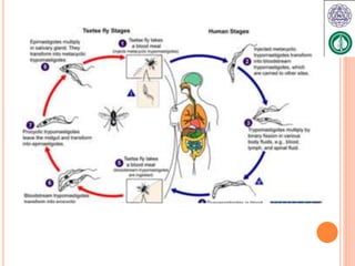 Vector borne disease | PPT