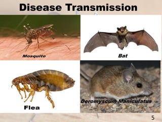 Vector borne diseases | PPTX