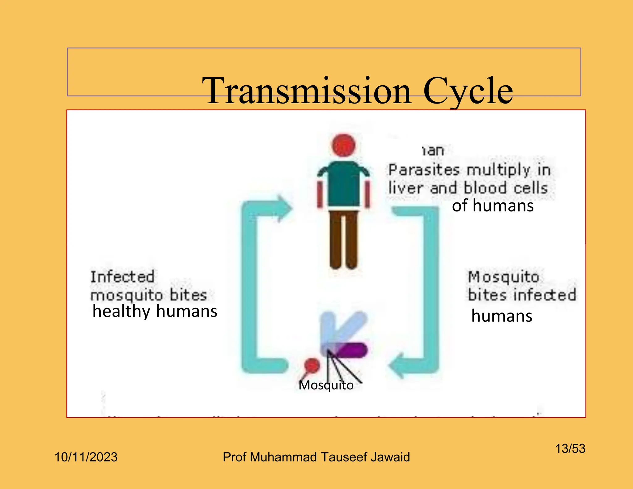 Vector Borne Diseases.pptx