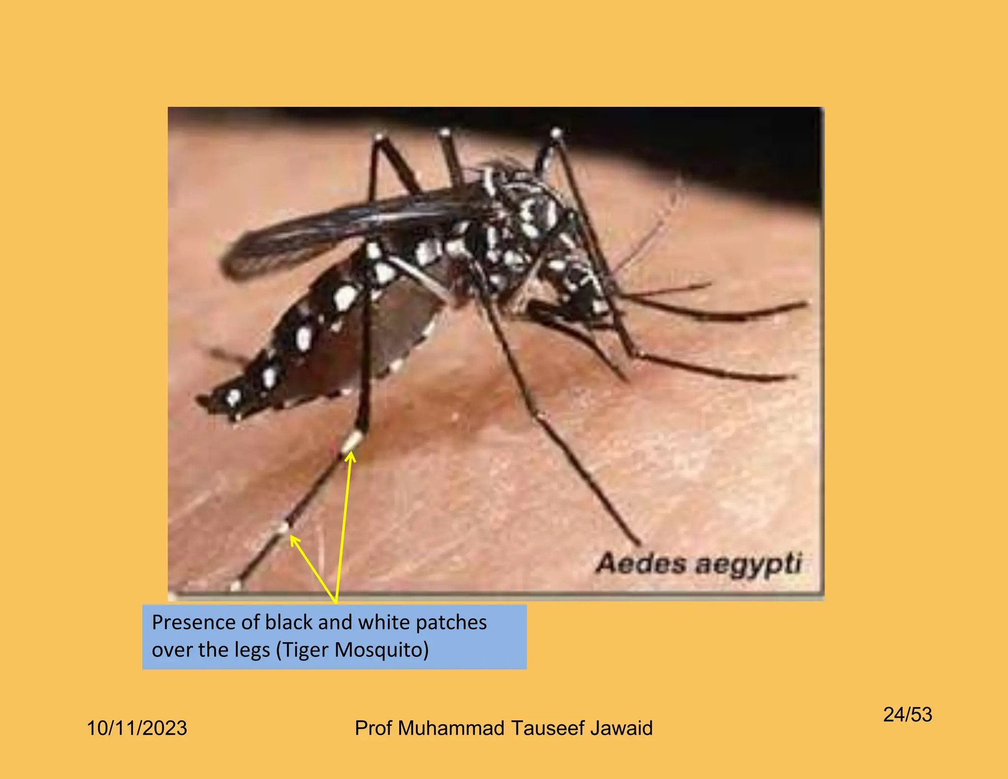 Vector Borne Diseases.pptx