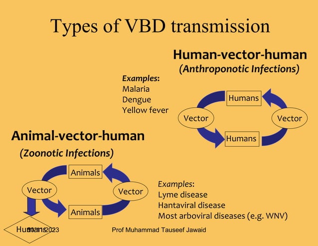 Vector Borne Diseases.pptx | Infectious Diseases | Diseases and Conditions