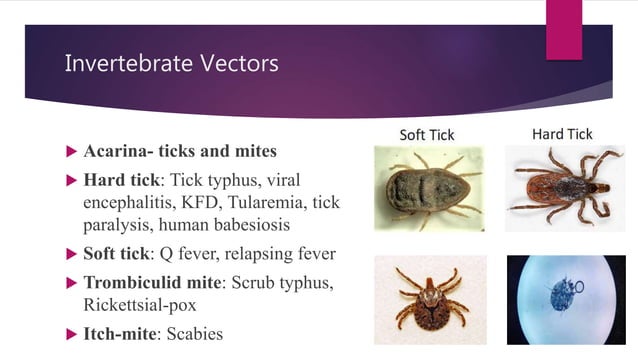 Vector control measures | PPTX