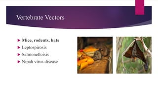 Vector control measures | PPTX