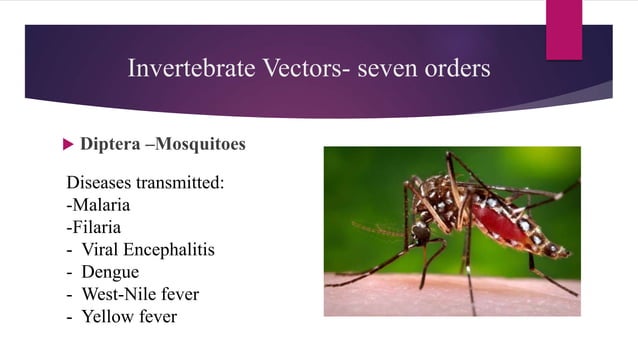 Vector control measures | PPTX