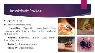 Vector control measures | PPTX