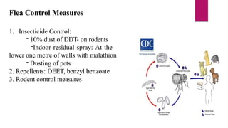ARTHOPODS AND vector control measures.pptx