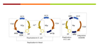 Vector Engineering.pptx
