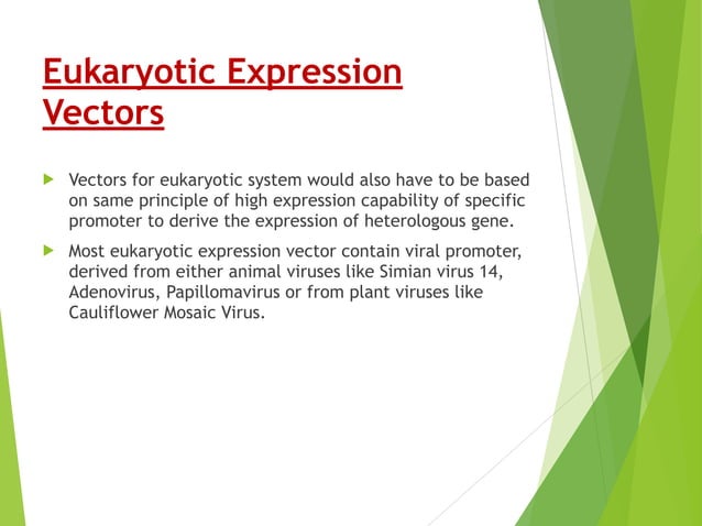 Vector engineering and codon optimization | PDF