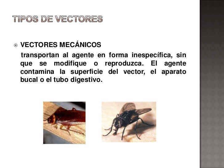 Que Es Un Vector Biologico Bolzano Untitled