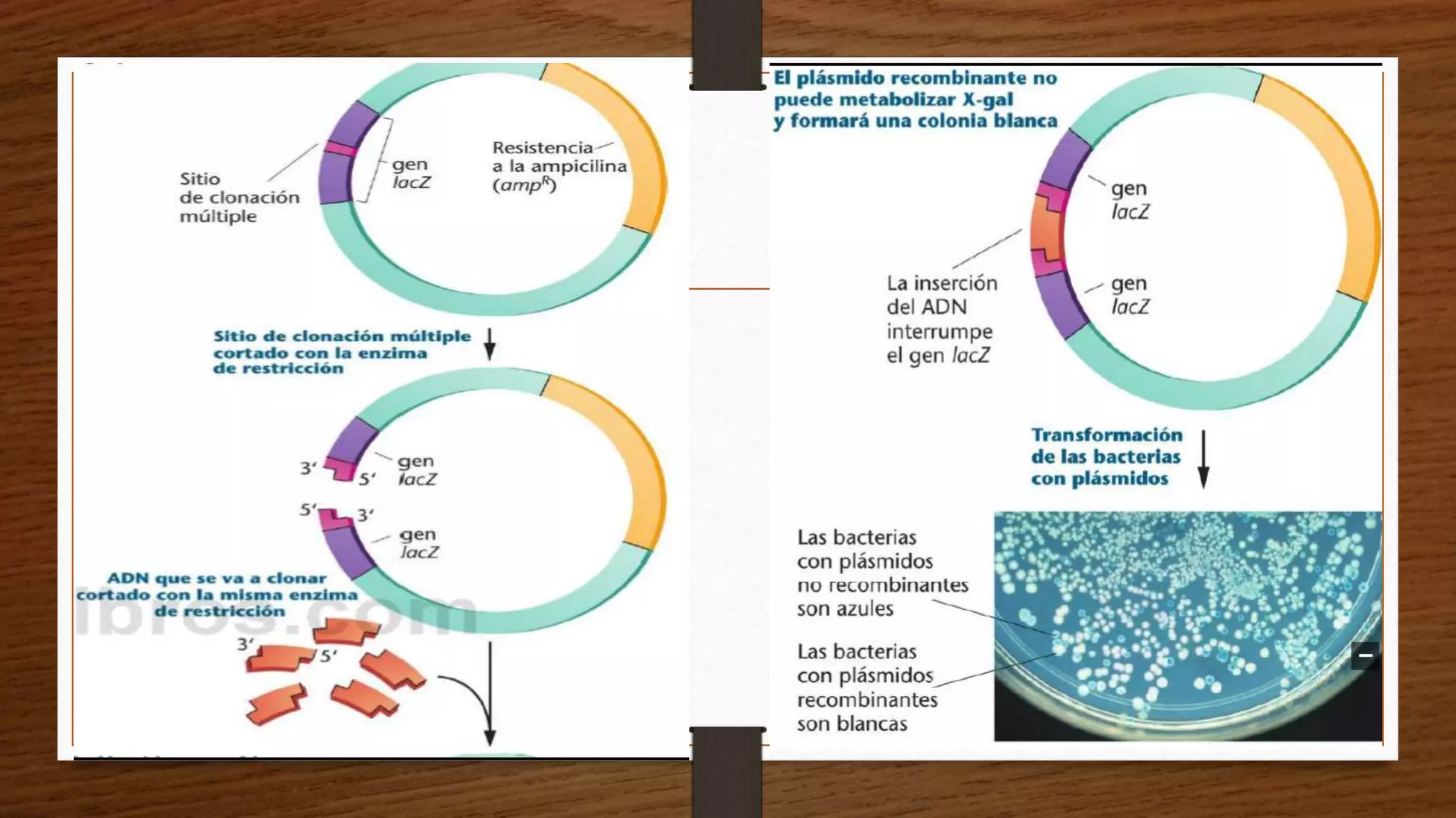 VECTORES DE CLONACION.pptx