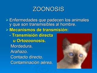 Vectores Y Zoonosis | PPT