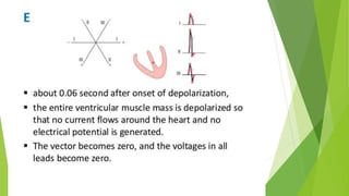 Vectorial analysis of Electrocardiogram | PPTX