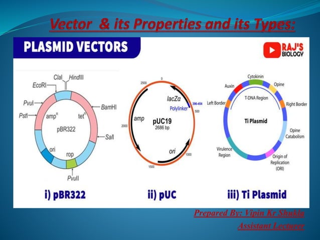 Vector & its properties and its types | PPT