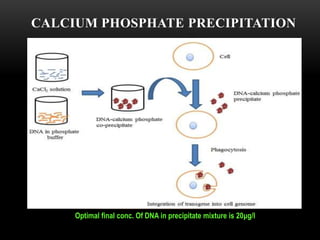 Vector less gene transfer | PPTX