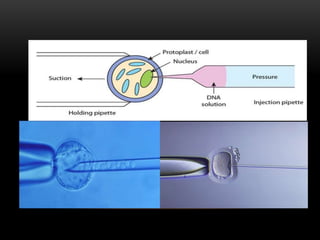 Vector less gene transfer | PPTX