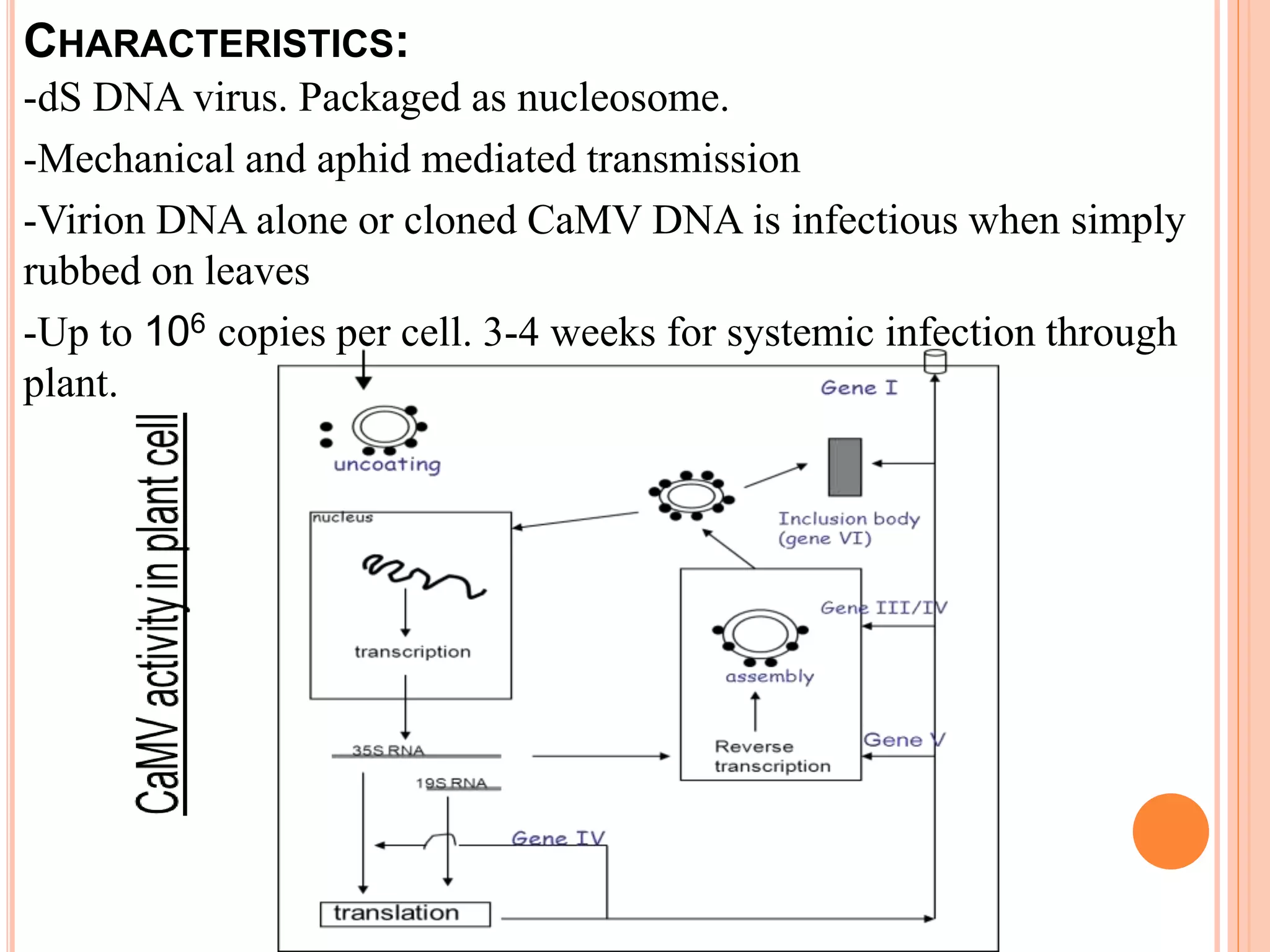 Vector mediated gene transfer methods for transgenesis in Plants. | PPTX