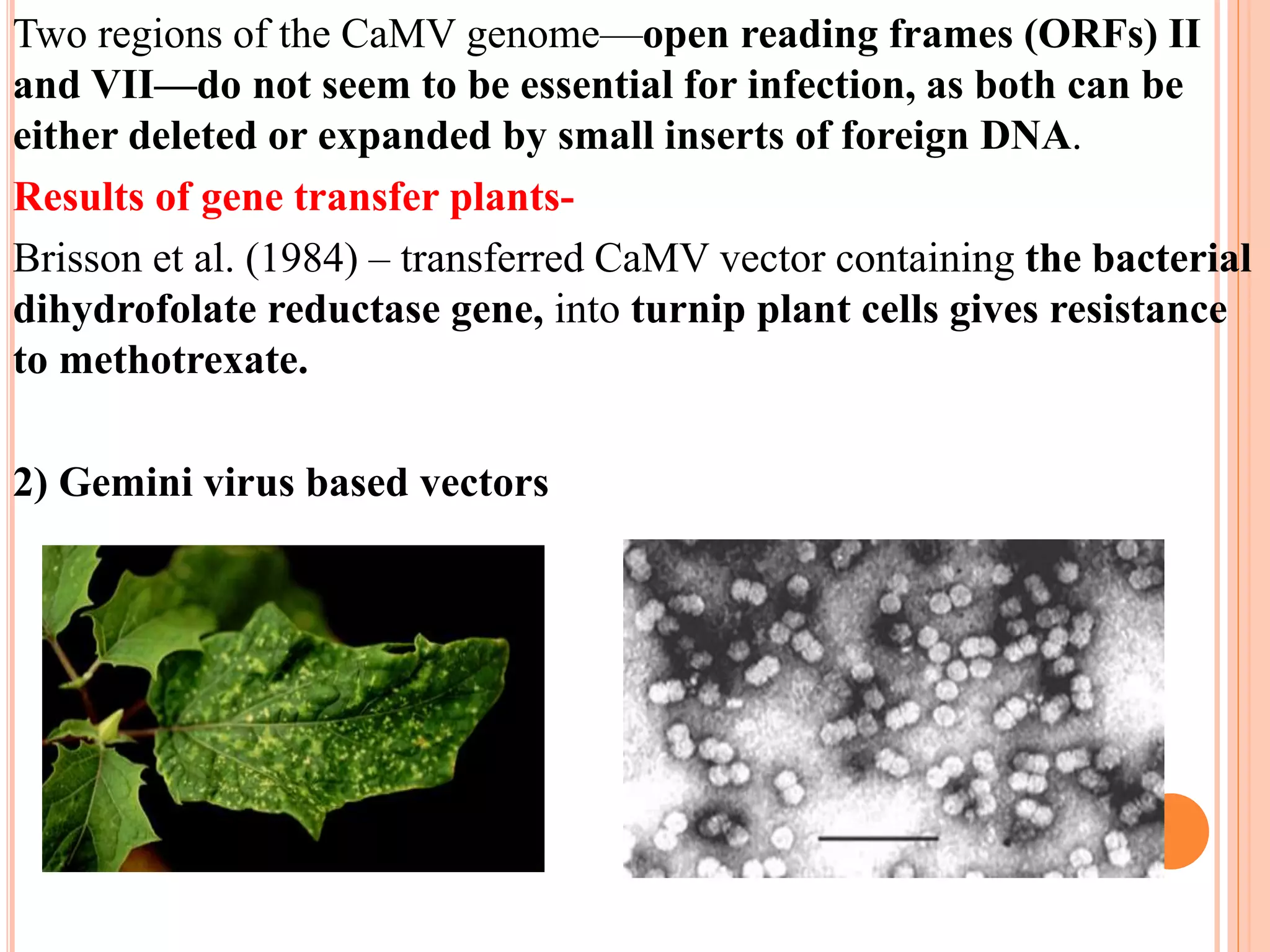 Vector mediated gene transfer methods for transgenesis in Plants. | PPTX