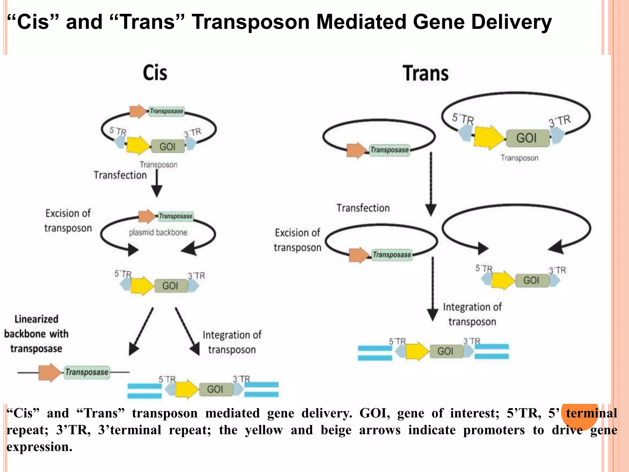 Vector mediated gene transfer methods for transgenesis in Plants. | PPTX
