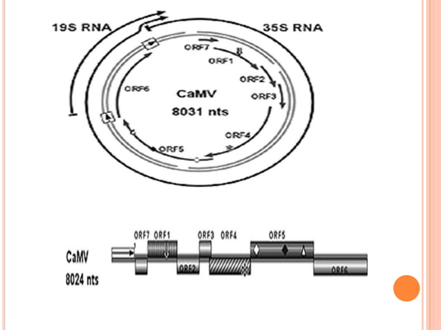 Vector mediated gene transfer methods for transgenesis in Plants ...