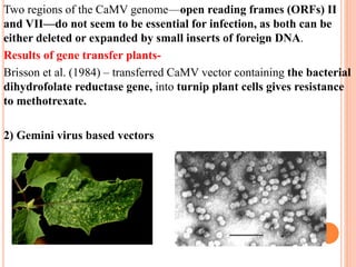 Vector mediated gene transfer methods for transgenesis in Plants. | PPTX