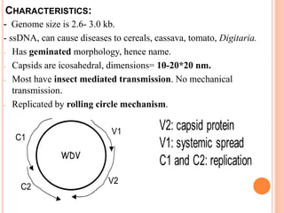 Vector mediated gene transfer methods for transgenesis in Plants. | PPTX