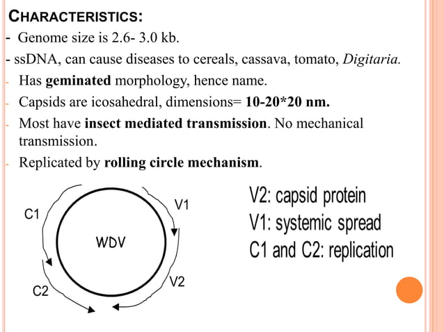 Vector mediated gene transfer methods for transgenesis in Plants ...