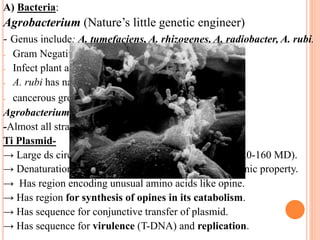 Vector mediated gene transfer methods for transgenesis in Plants ...