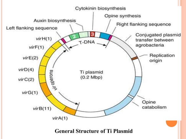Vector mediated gene transfer methods for transgenesis in Plants ...