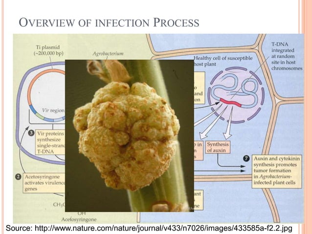 Vector mediated gene transfer methods for transgenesis in Plants ...