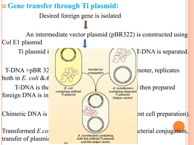 Vector mediated gene transfer methods for transgenesis in Plants ...