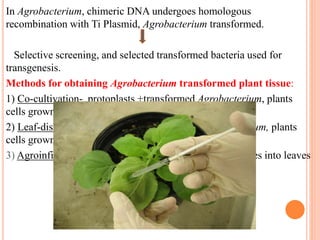 Vector mediated gene transfer methods for transgenesis in Plants. | PPTX