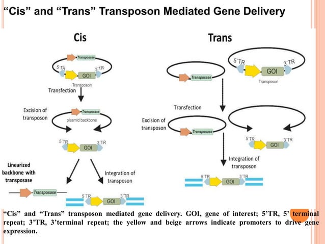 Vector mediated gene transfer methods for transgenesis in Plants. | PPT