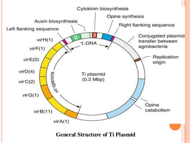 Vector mediated gene transfer methods for transgenesis in Plants.