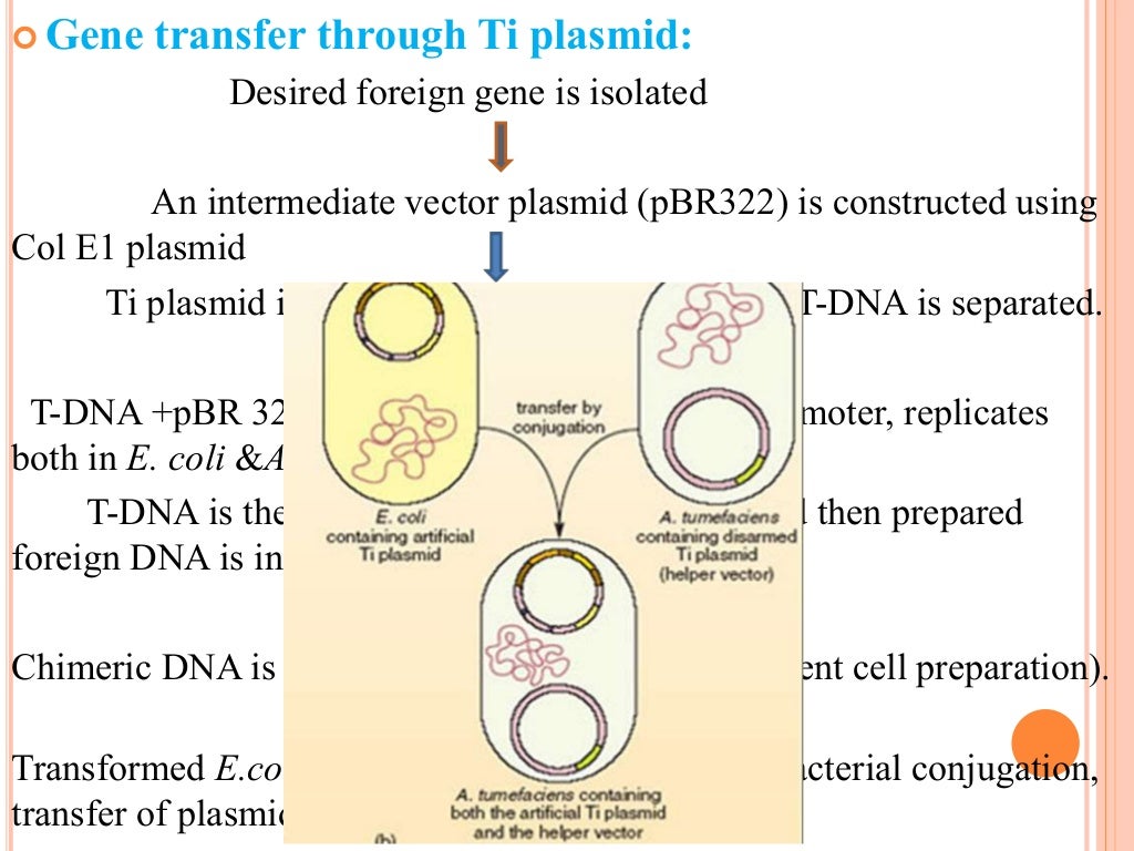 Vector mediated gene transfer methods for transgenesis in Plants.