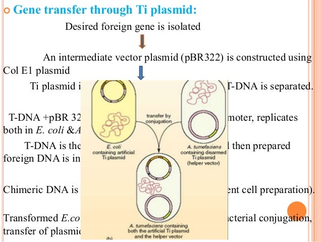 Vector mediated gene transfer methods for transgenesis in Plants.