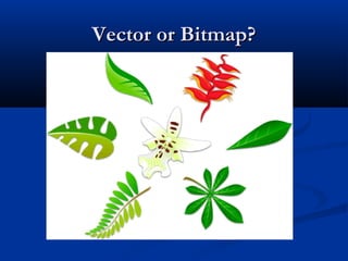 Vector or bitmap | PPT