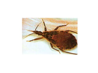 VECTOR Pictorial-1.pptx