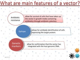 Vectors | PPT