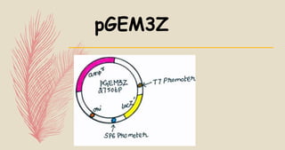 Vectors part 1 | molecular biology | biotechnology | PPTX