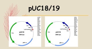 Vectors part 1 | molecular biology | biotechnology | PPTX