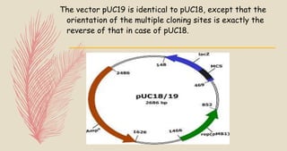 Vector Molecular Biology