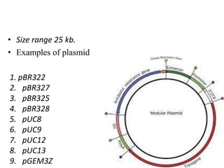 Vectors in Recombenant DNA technology | PPTX
