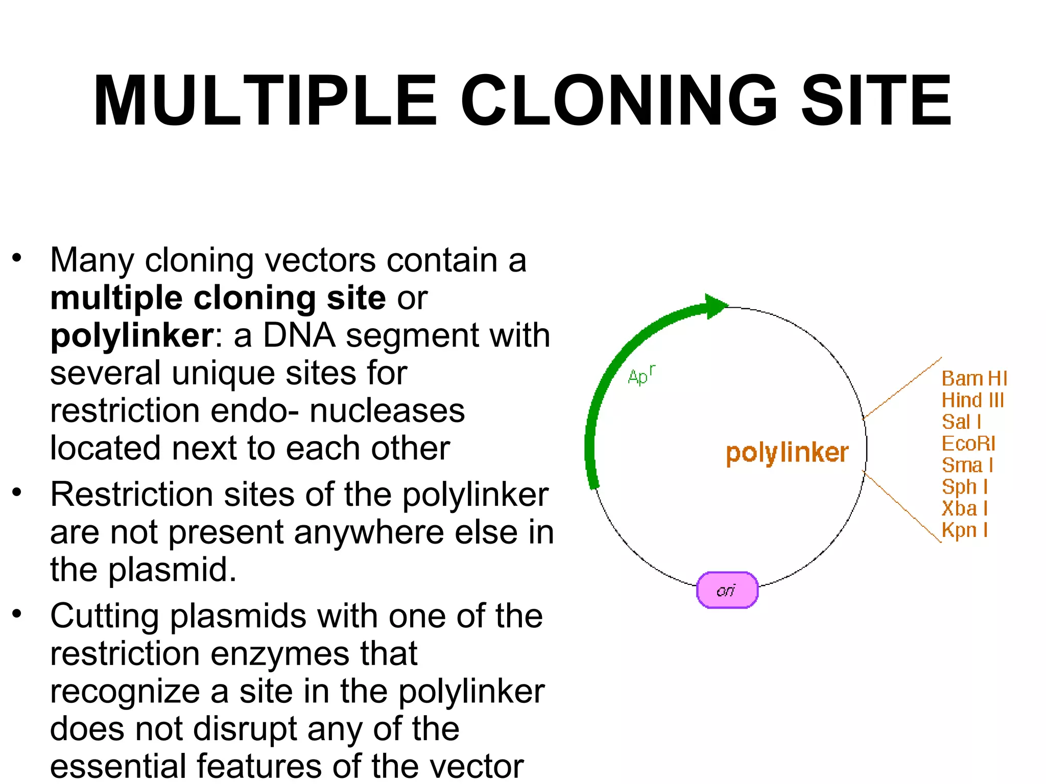 Vectors plasmid, phage and cosmids | PPT